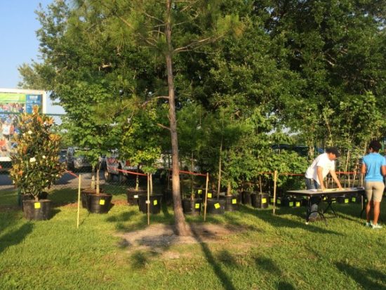 Run for the Trees 5K Race Recap | Love & Zest